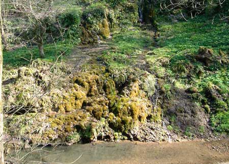 Hackfall Wood - Botany and Geology - Hackfall: Tufa