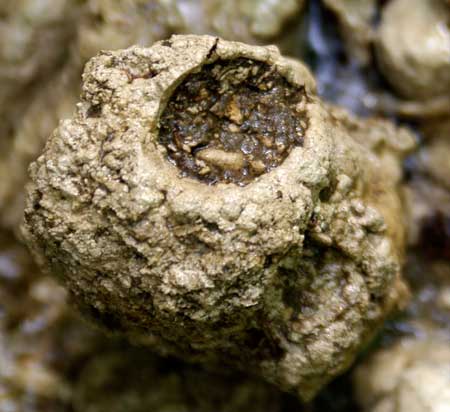 Hackfall Wood - Botany and Geology - Hackfall: Tufa