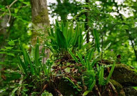 Hackfall Wood - Botany and Geology - Hackfall: Botany