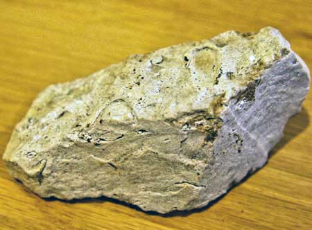 Hackfall Wood - Botany and Geology - Hackfall: Geology